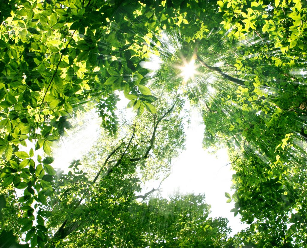 Tree Pollen Allergy Field Guide From Allergic Living