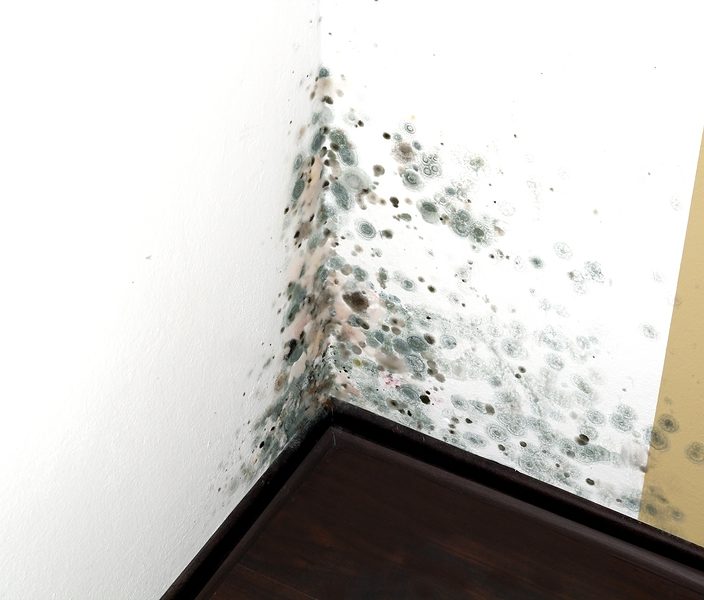 7 Surprising Dust Mite Facts - Allergic Living