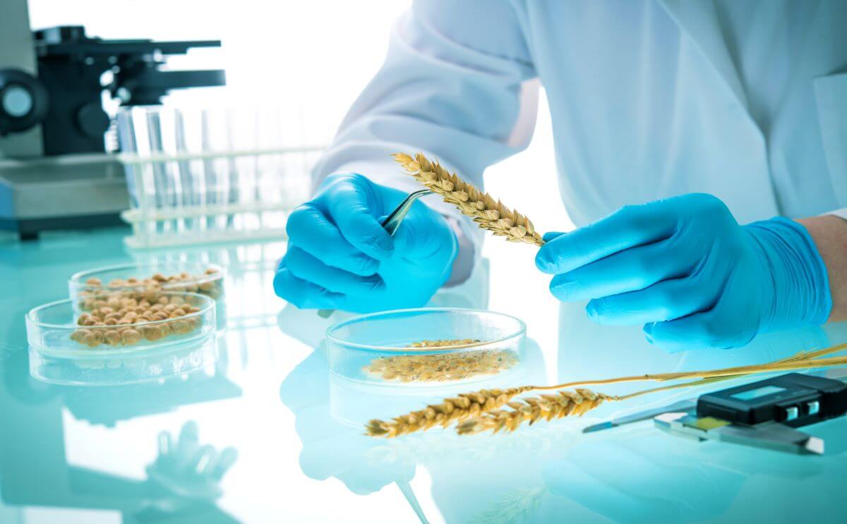 Protein Linked to Celiac Disease May Also Be a Mark of Gluten ...