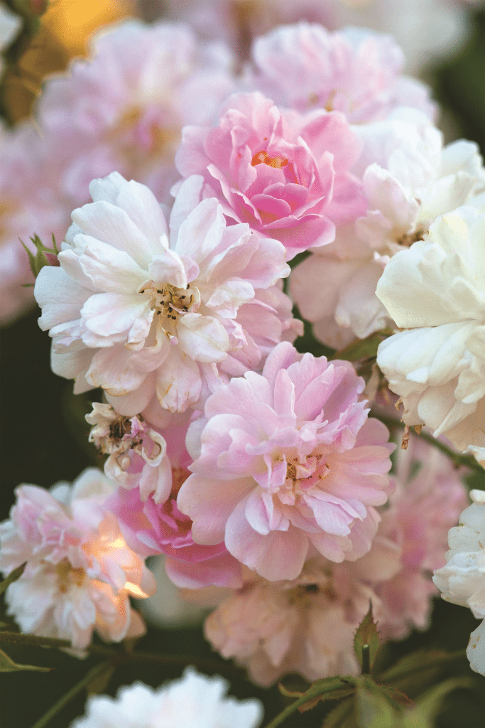 How to Keep Allergens Out of Your Garden With Expert's Advice